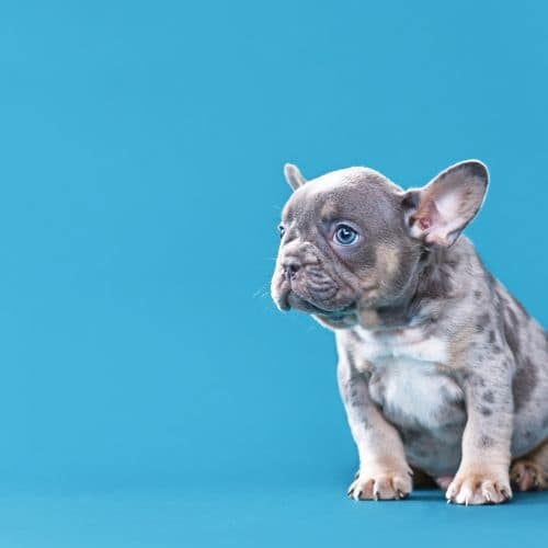Rare French Bulldog Colors - 5 Amazing Colors For Pet Owners