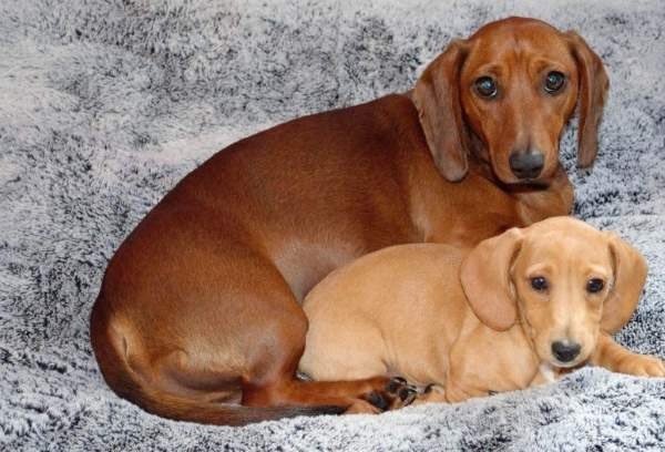 Two Dachshunds - 4 Best Pros And Cons To Be Aware Of
