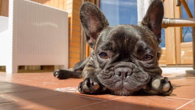 French Bulldog Rescue Centers - 6 Best Centers In The U.S.