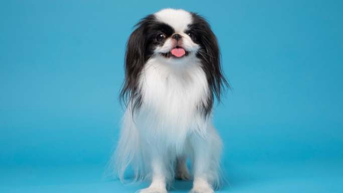 Japanese Chin Facts - 10 Fascinating Features