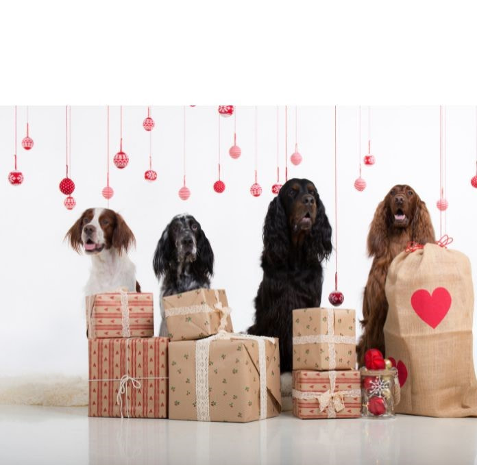 Dog Gifts - 3 Amazing Gifts Perfect For Your Dog