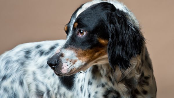English Setter Colors - 7 Unique Brilliant Color Varieties