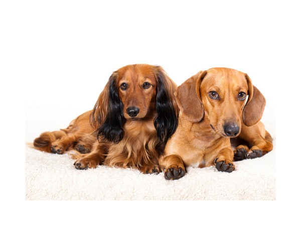 Two Dachshunds - 4 Best Pros And Cons To Be Aware Of
